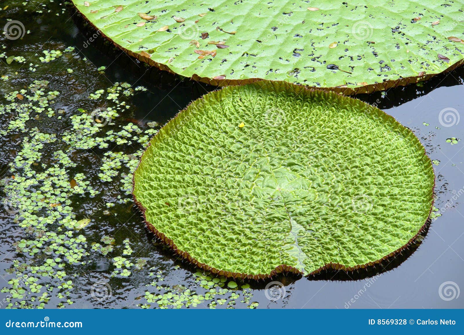 Amazon giant water lily stock photo. Image of background - 8569328