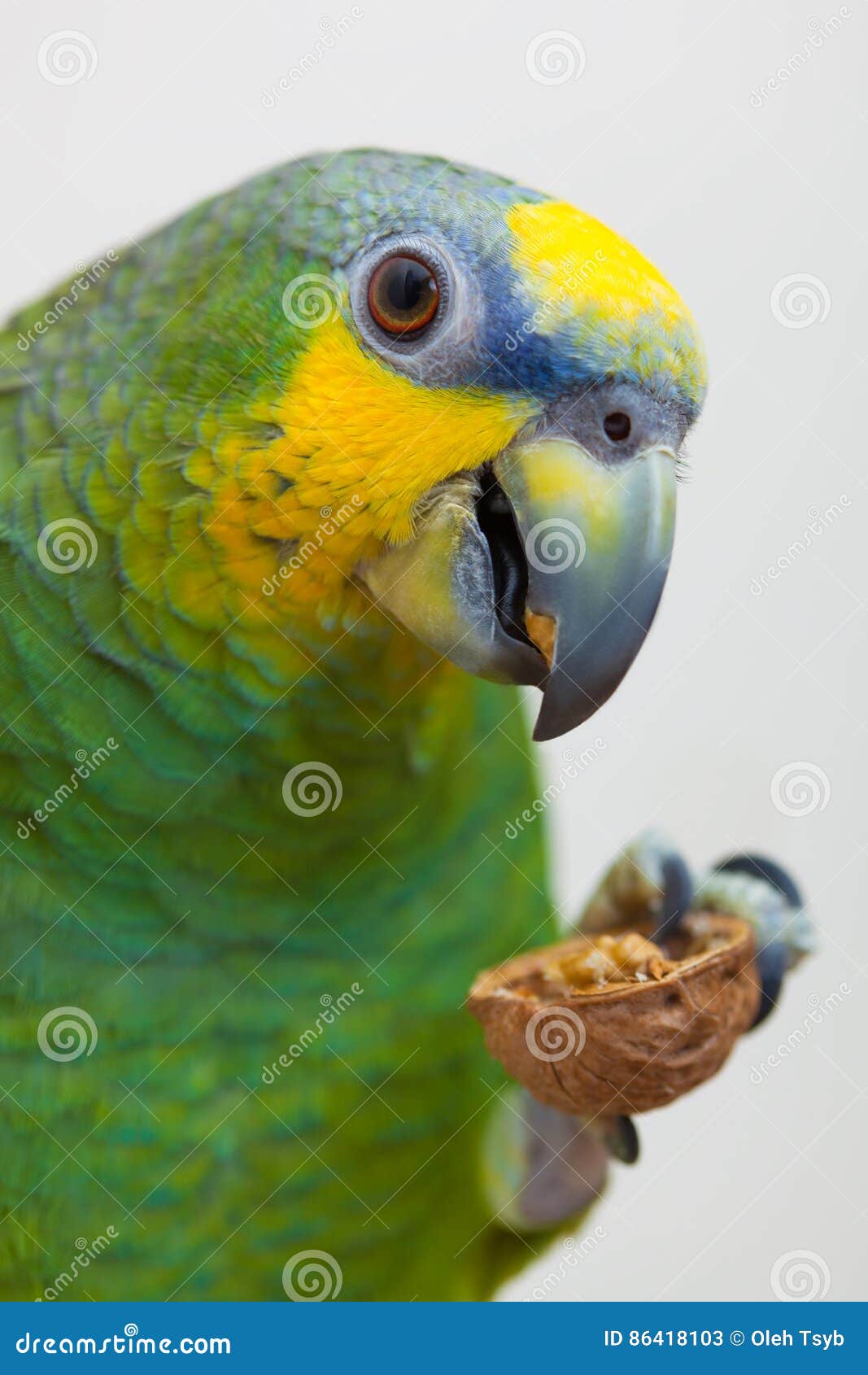 Amazon Green Parrot Eating a Nut Close Up Stock Image - Image of ...