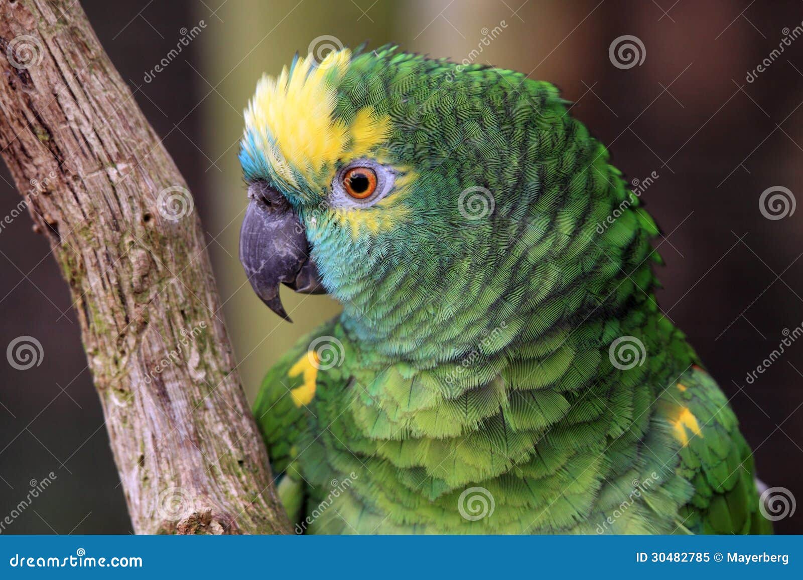 The Amazon green parrot stock image. Image of bird, background - 30482785