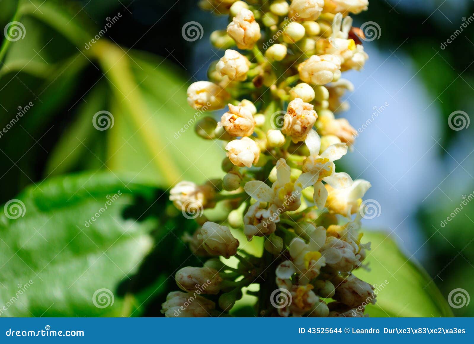 Amazon guarana flower stock photo. Image of tropical - 43525644