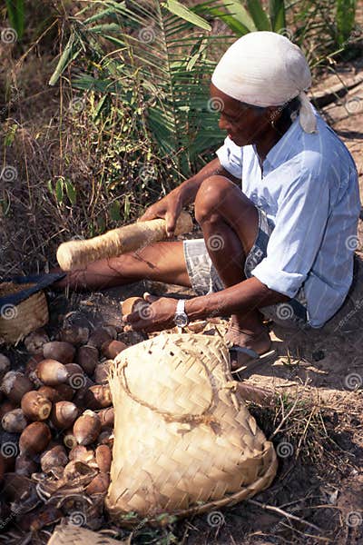 Amazon Indian Manual Labour Editorial Image - Image of manual, arrow ...