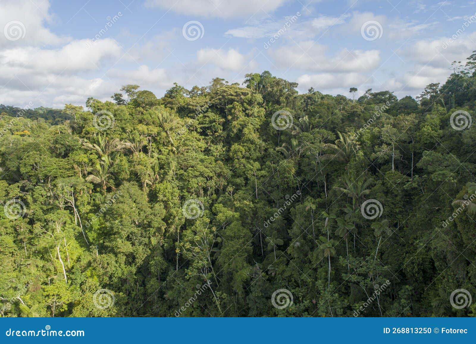 Amazon Jungle Landscape from the East of Ecuador Stock Photo - Image of ...