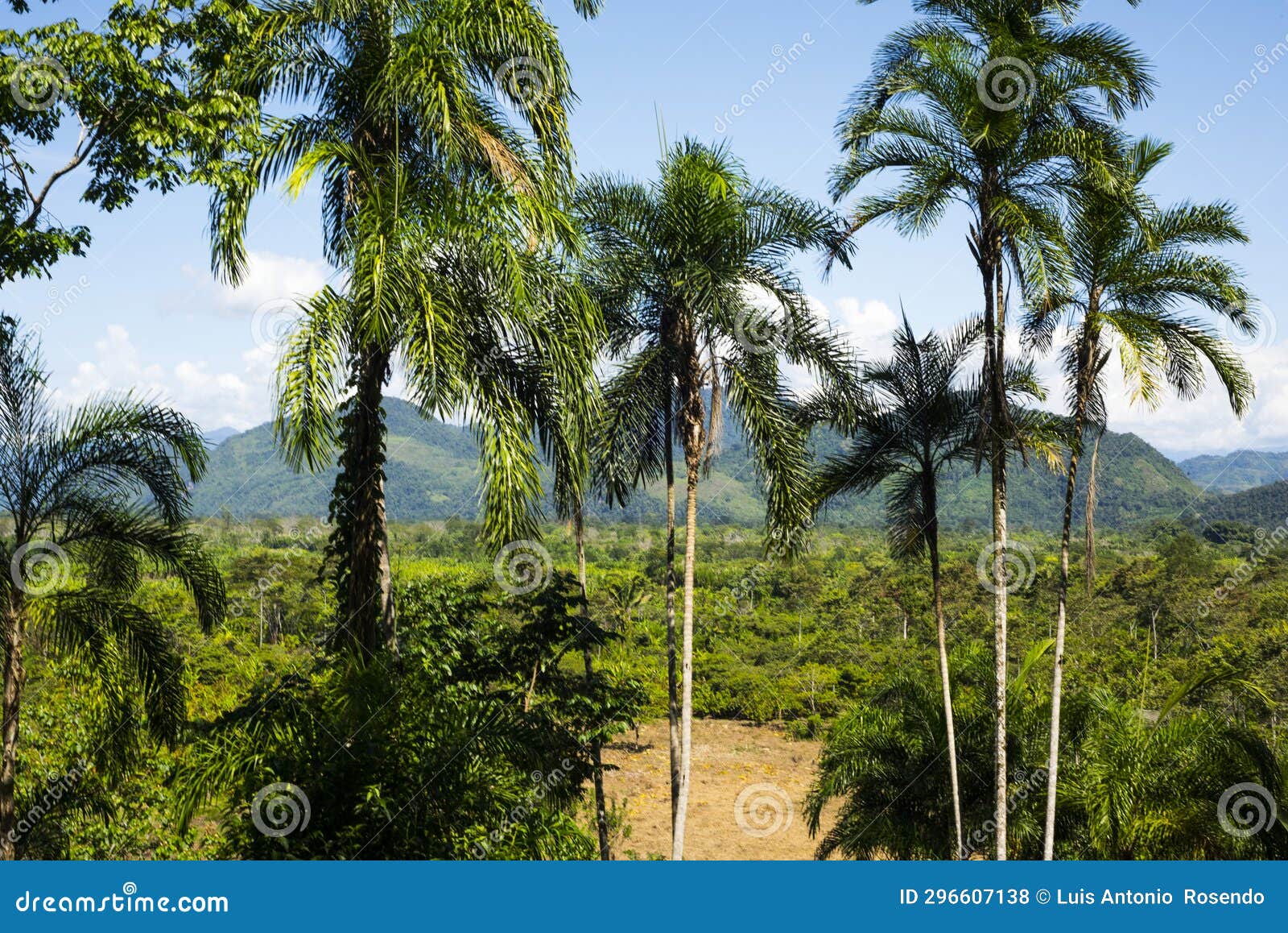 Amazon Jungle Palm Trees with Trees and Rainforest Mountains in a ...