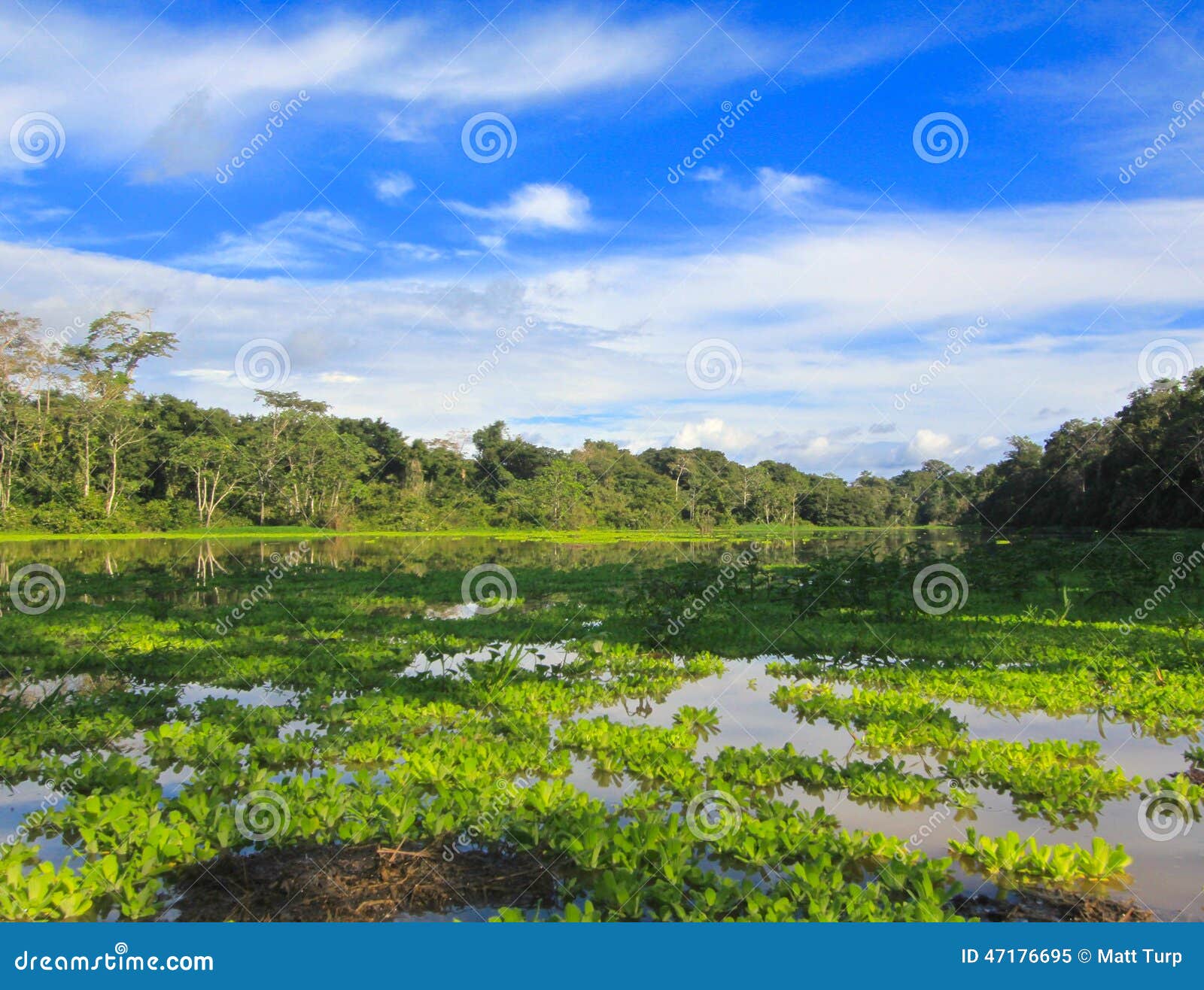 Amazon Jungle stock image. Image of jungle, trees, holidays - 47176695