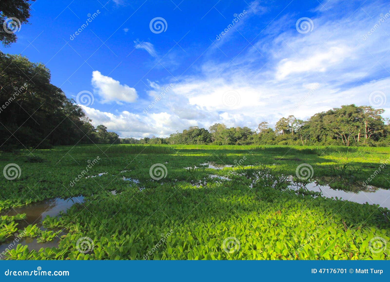 Amazon Jungle stock image. Image of amazon, panorama - 47176701