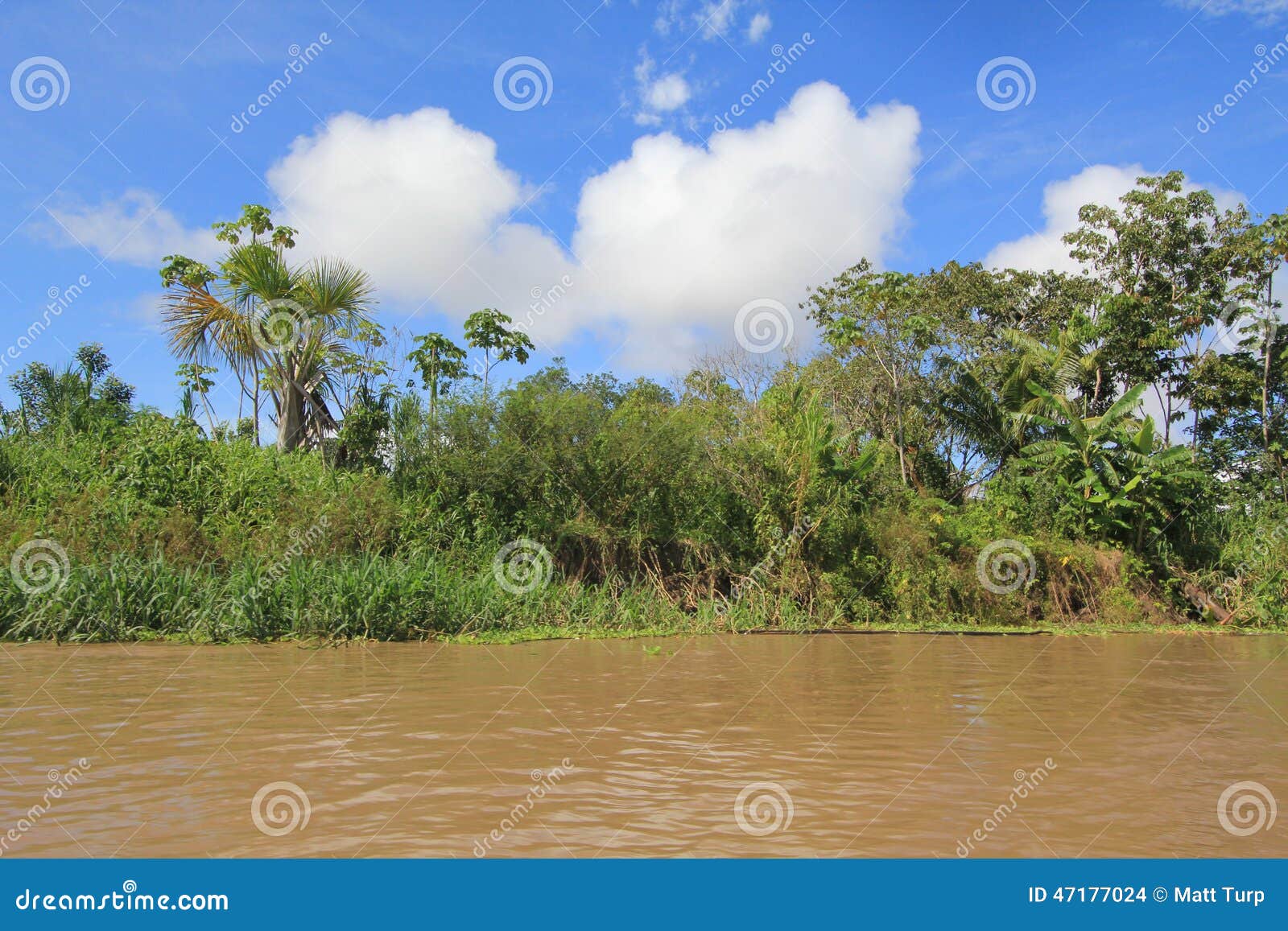 Amazon Jungle stock photo. Image of landscape, brazilian - 47177024
