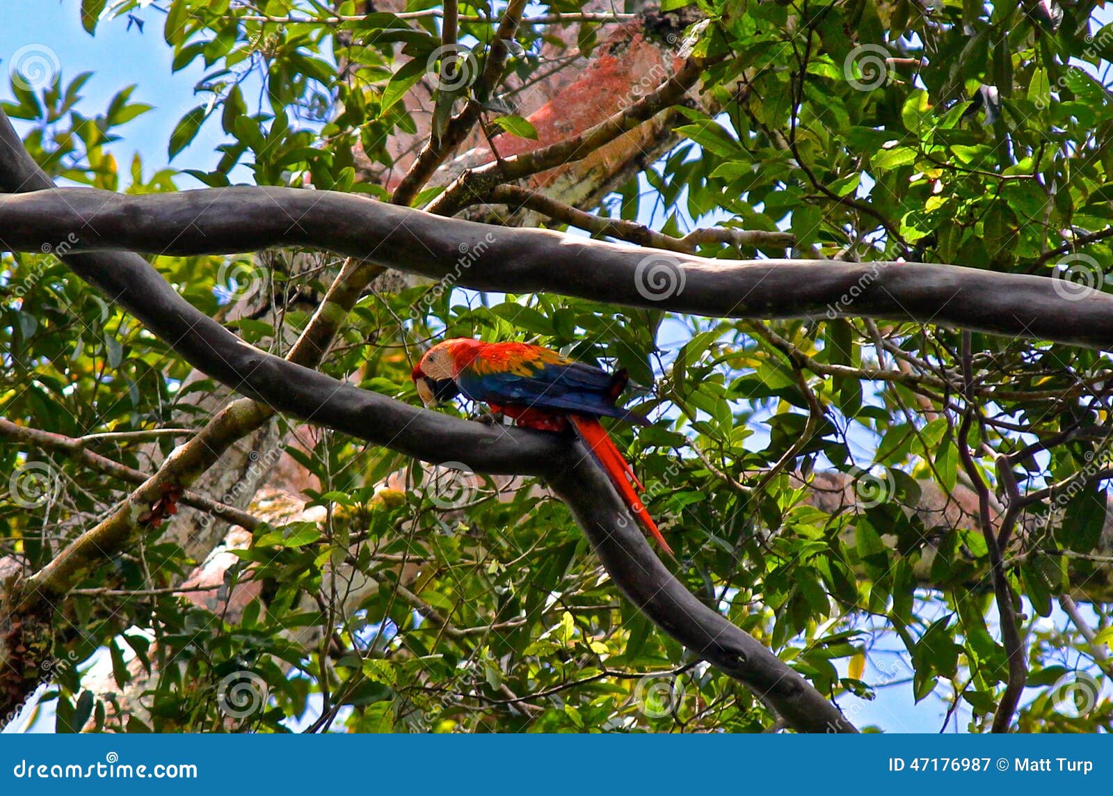 Amazon Jungle stock image. Image of blue, bird, holiday - 47176987