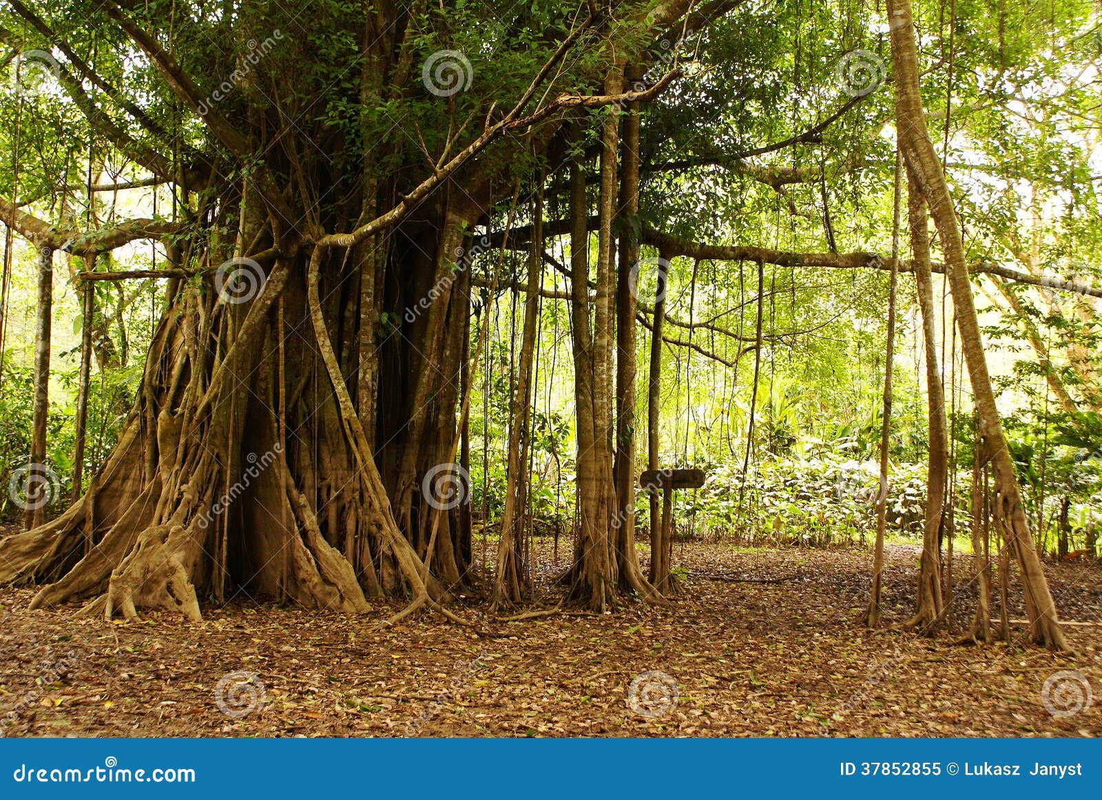Amazon jungle tree stock image. Image of botanic, environment - 37852855