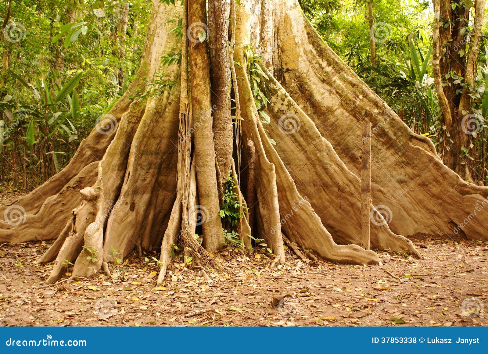 Amazon jungle tree stock photo. Image of botanic, natural - 37853338