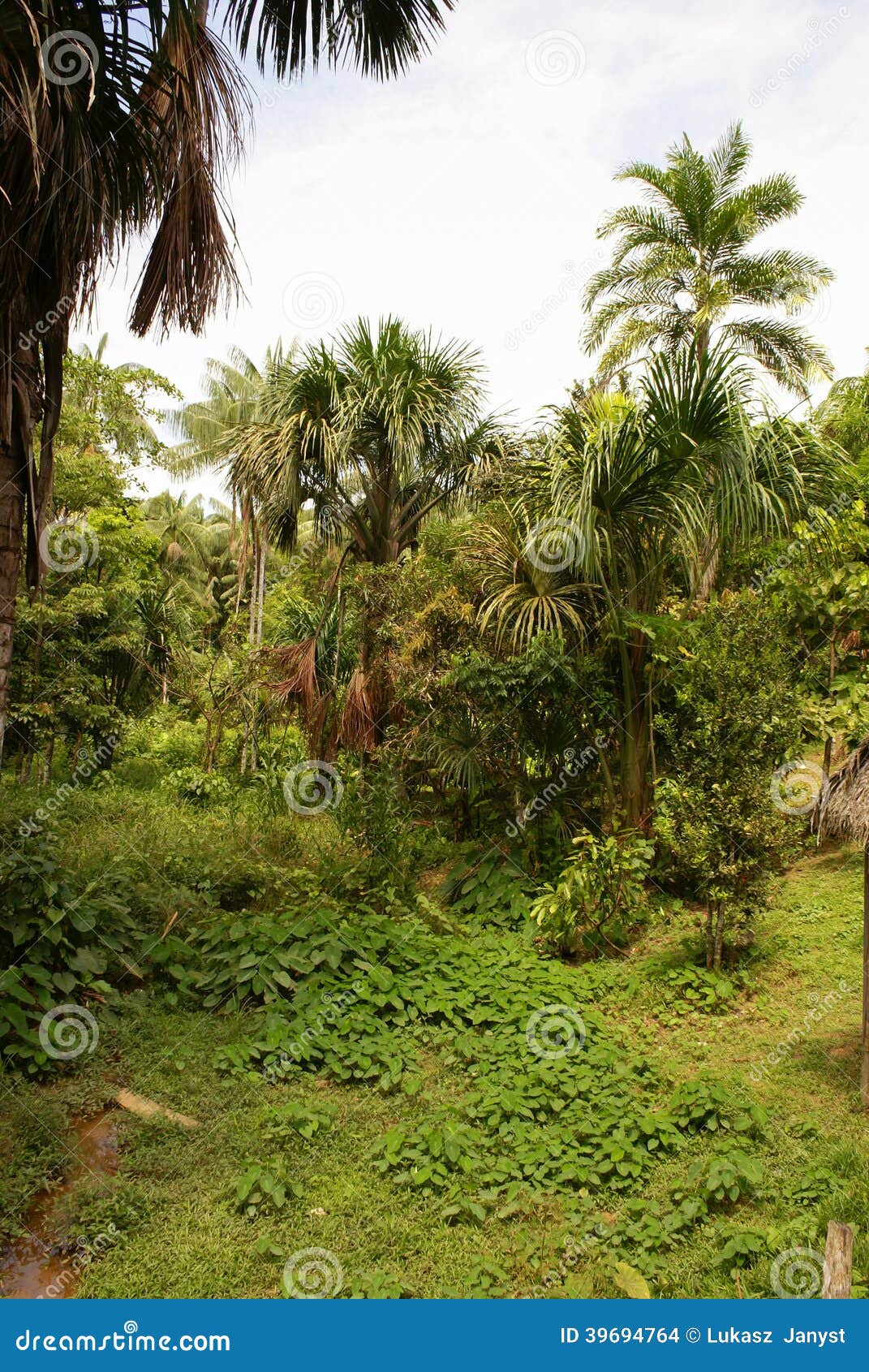 Amazon jungle tree stock photo. Image of tropical, environment - 39694764