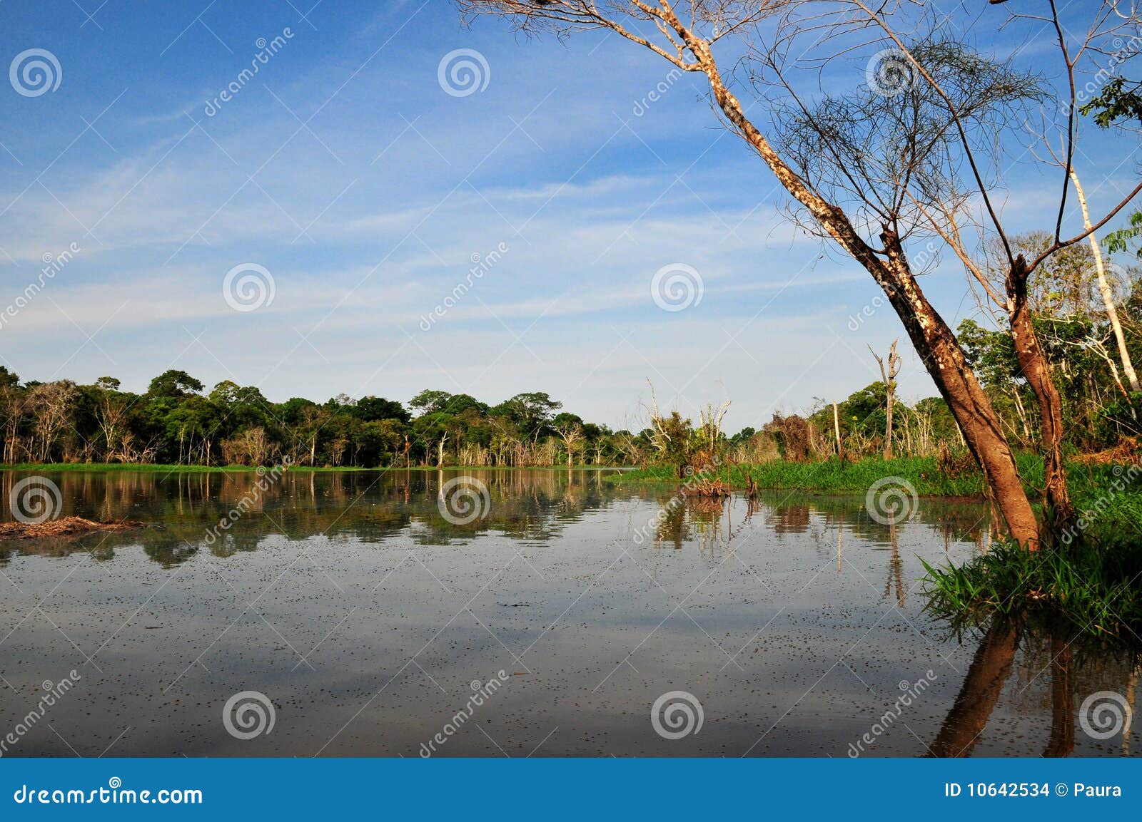 Amazon Jungle Typical View (the Amazonia) Stock Photo - Image of brazil ...