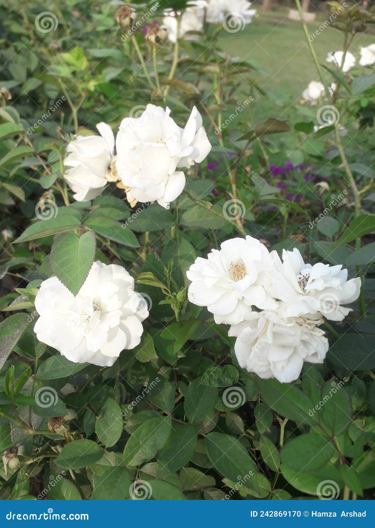 Amazon Jungle White Rose Flowers Stock Photo - Image of flower, rose ...