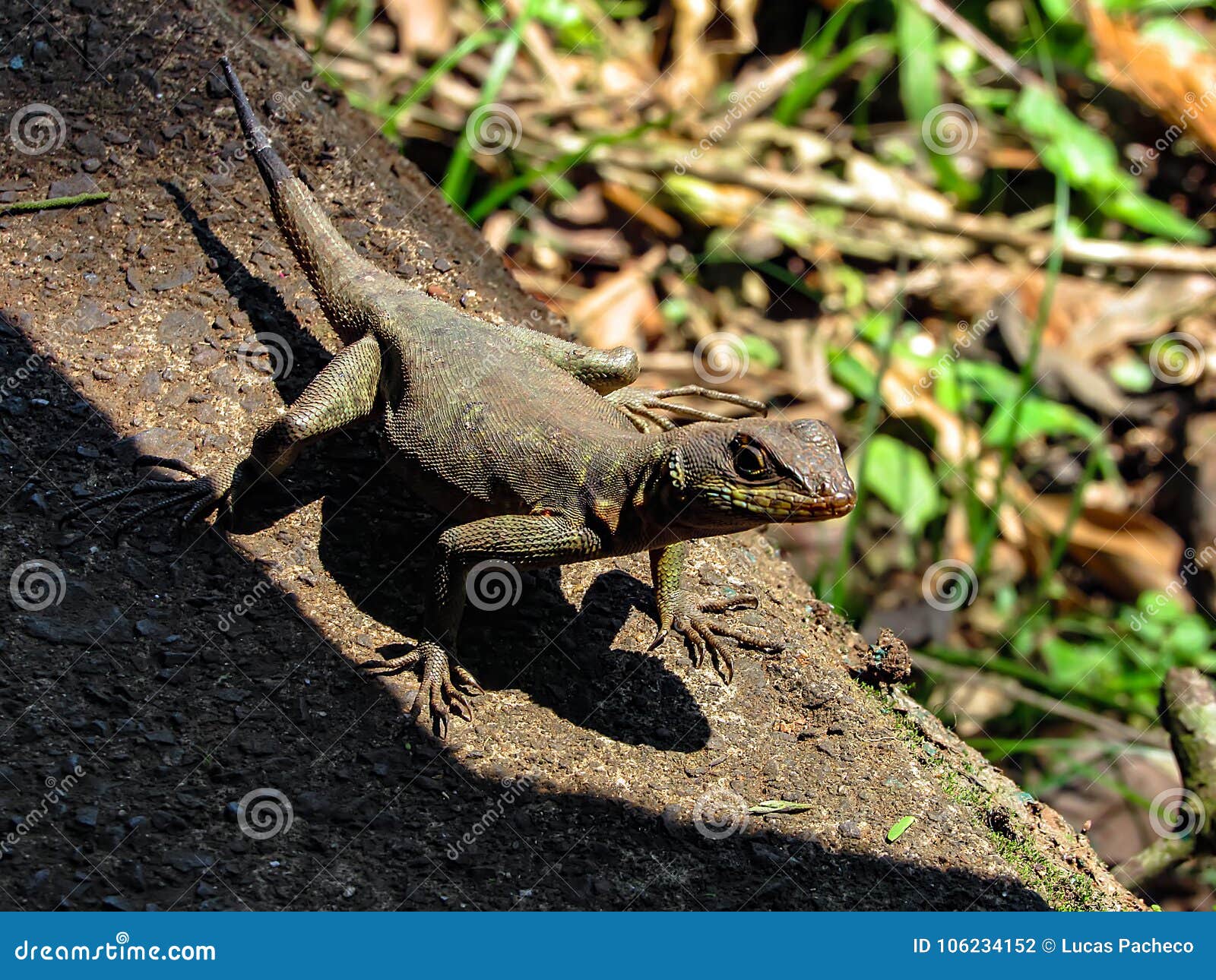 Amazon Lava Lizard Tropidurus Torquatus Searching the Environm Stock ...