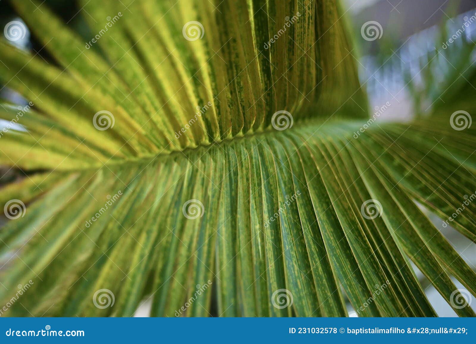 Amazon Leaf of Palm stock photo. Image of leaf, palm - 231032578