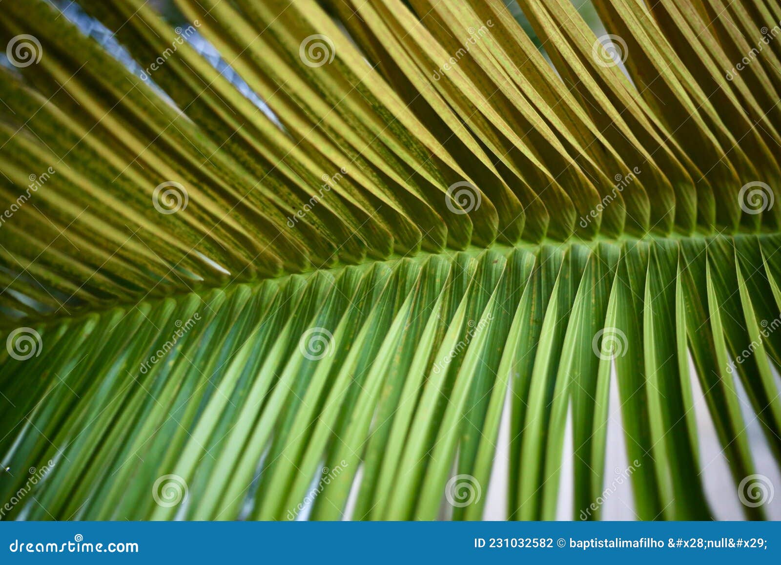 Amazon Leaf of Palm stock photo. Image of leaf, amazon - 231032582