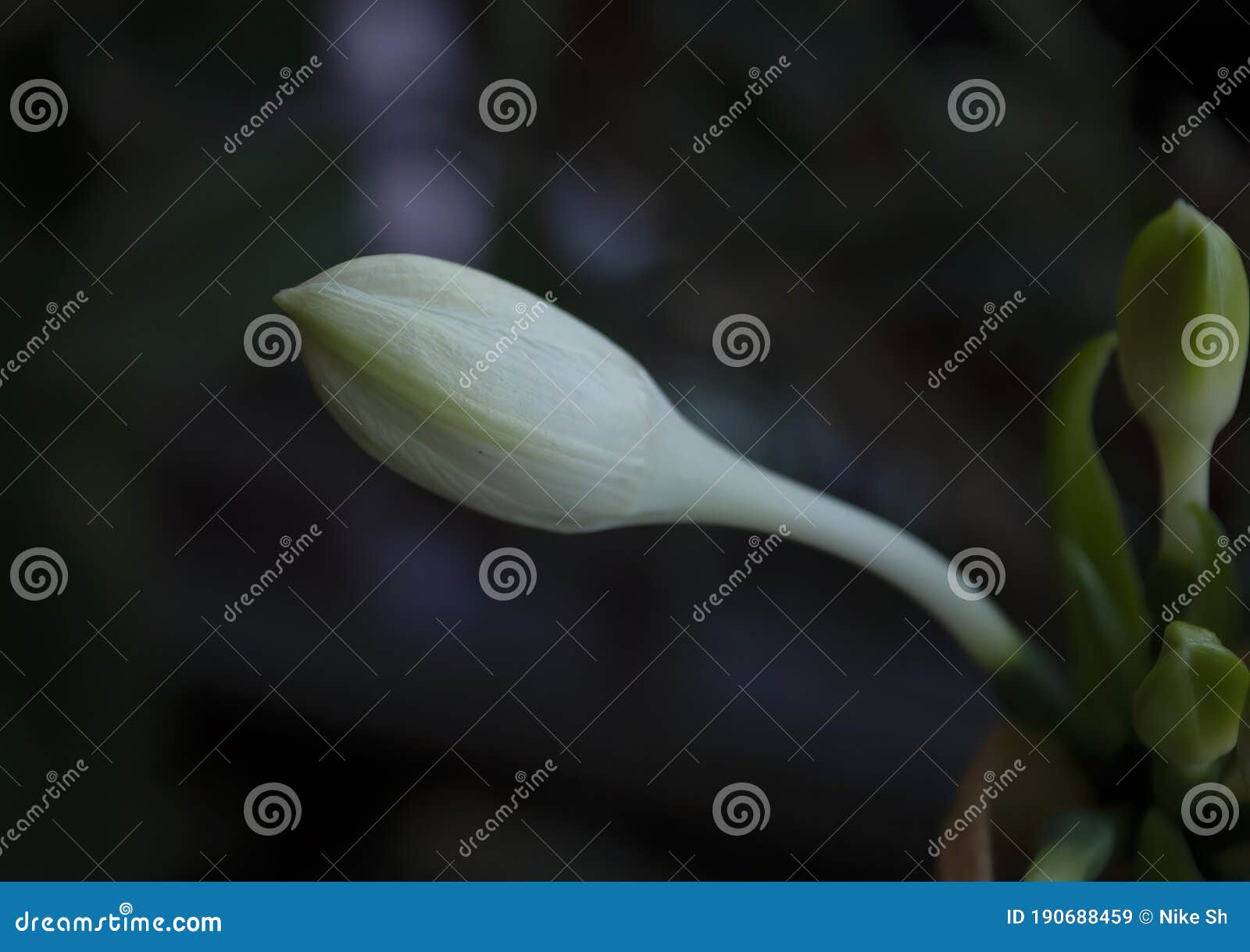 Amazon lily bud stock image. Image of beauty, lily, blooming - 190688459