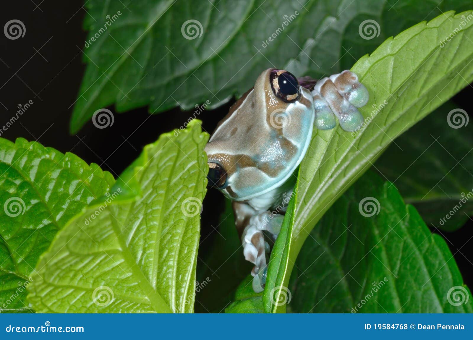 Amazon Milk Frog stock photo. Image of amphibian, gold - 19584768
