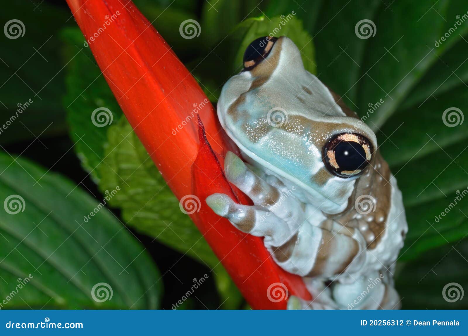Amazon Milk Frog stock photo. Image of milk, blue, amphibian - 20256312