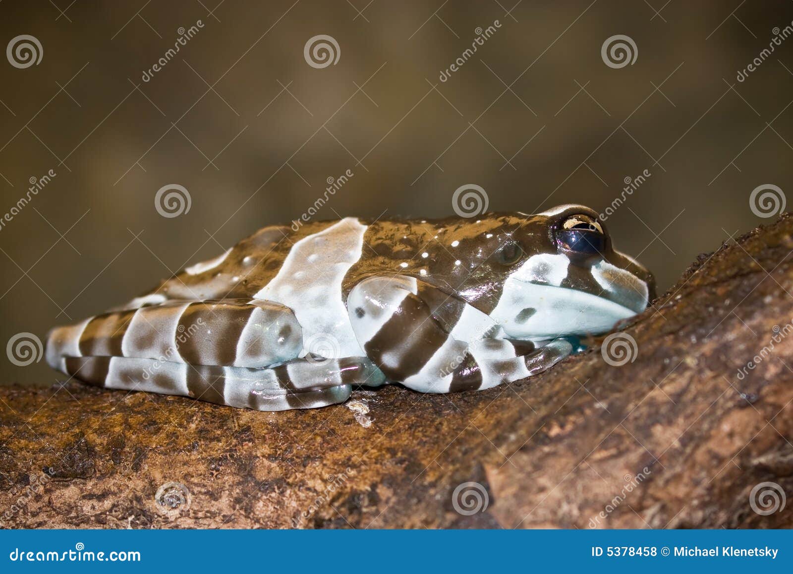 Amazon Milk Frog stock photo. Image of wildlife, amazon - 5378458