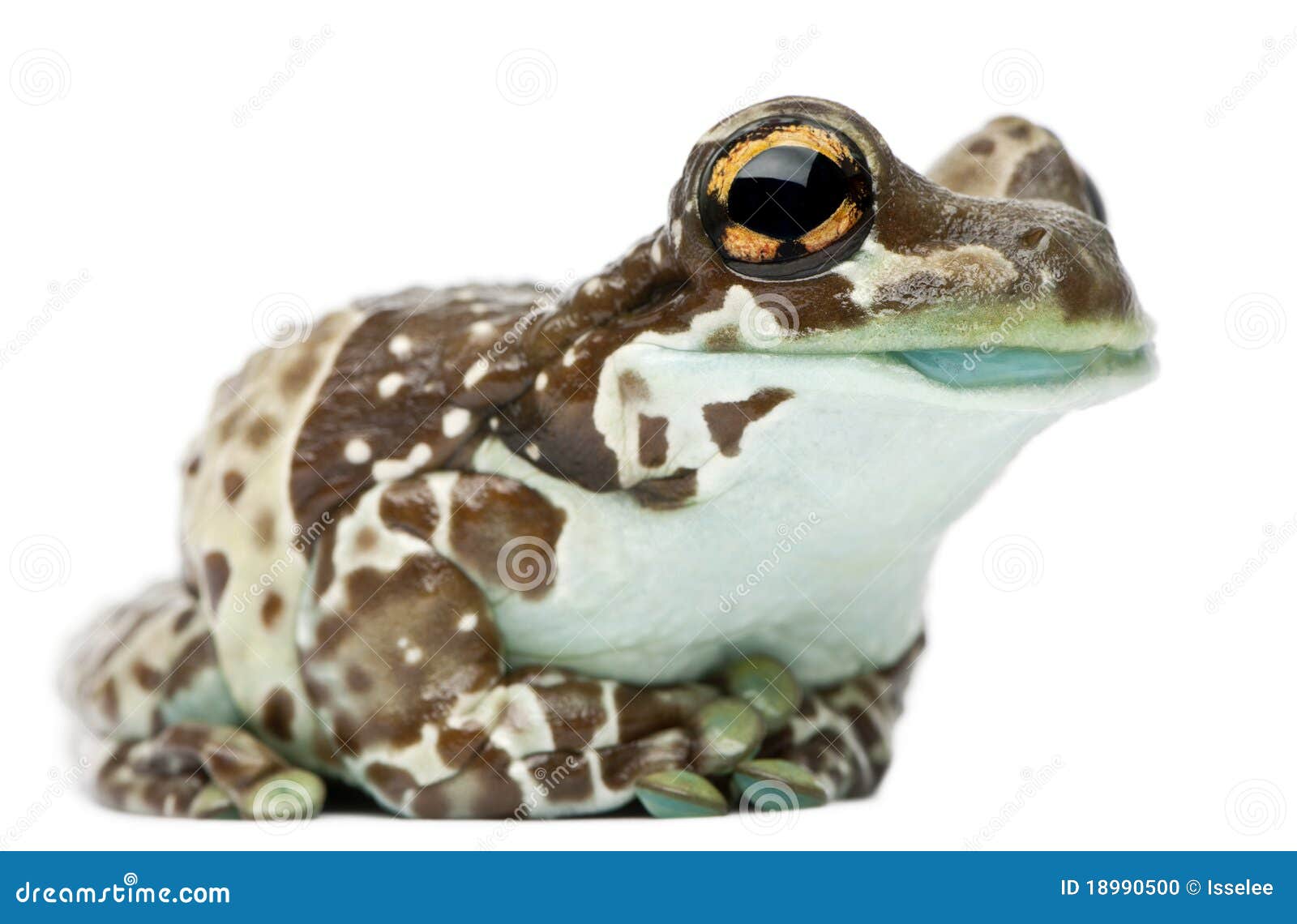 Amazon Milk Frog, Trachycephalus Resinifictrix Stock Photo - Image of ...