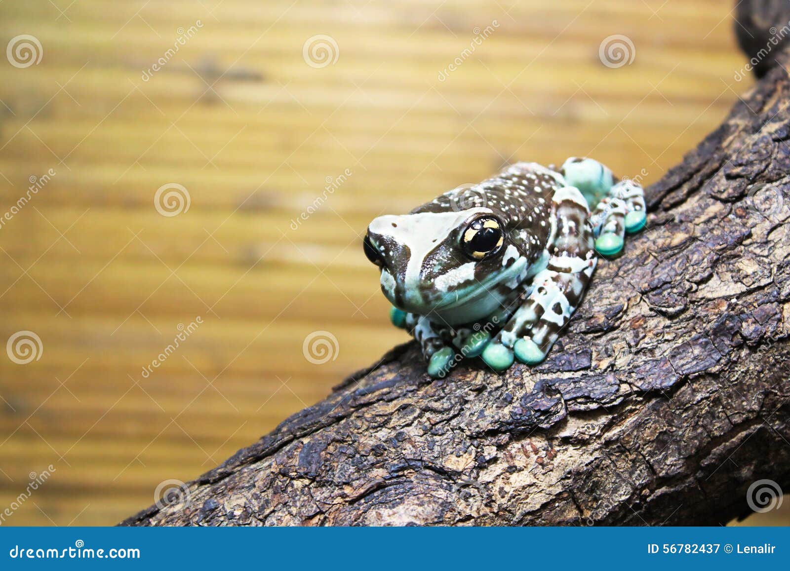 Amazon milk frog stock image. Image of animal, blue, amphibious - 56782437