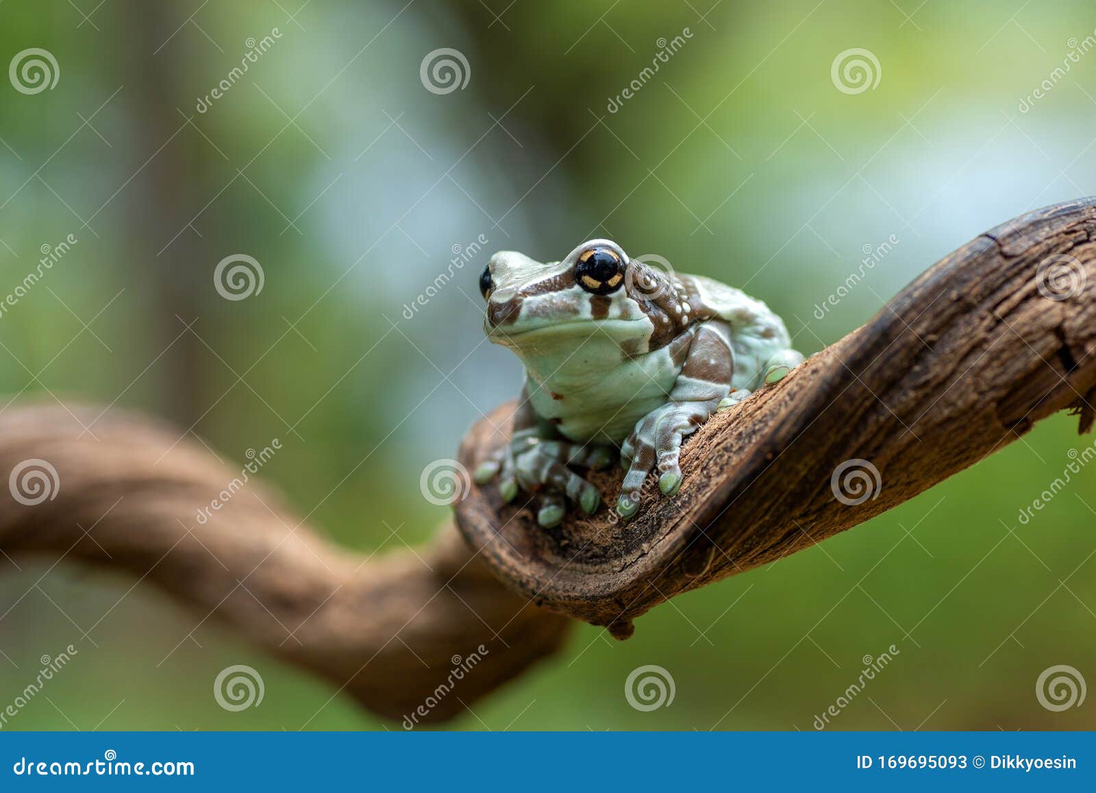 Amazon Milk Frog at Tree Branch Stock Image - Image of colorful ...