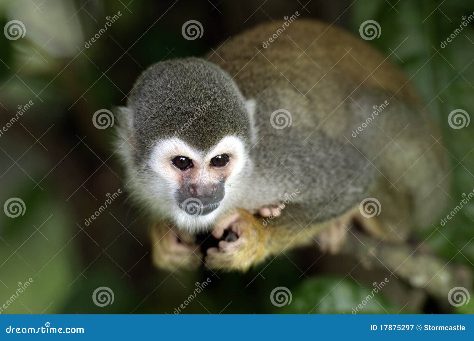 Amazon Monkey stock image. Image of animal, baby, forest - 17875297