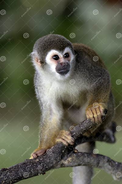 Amazon Monkey stock image. Image of mammal, outdoors - 17875309