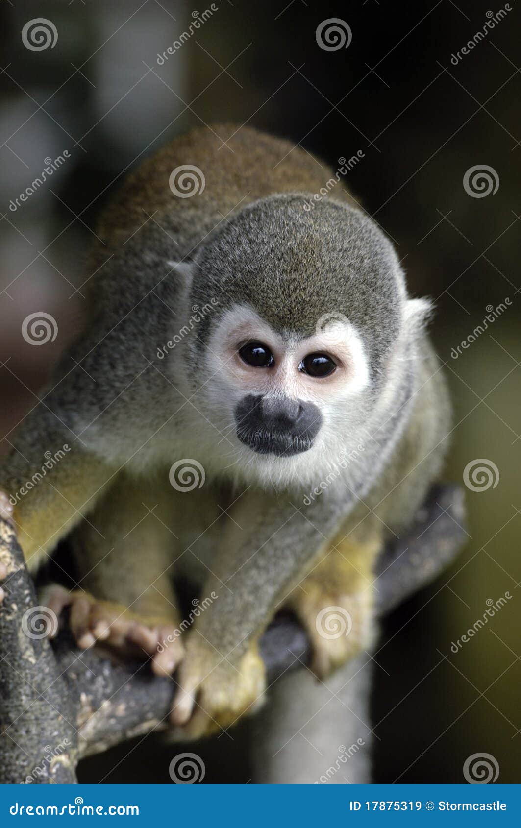 Amazon Monkey stock image. Image of outdoors, wild, natural - 17875319