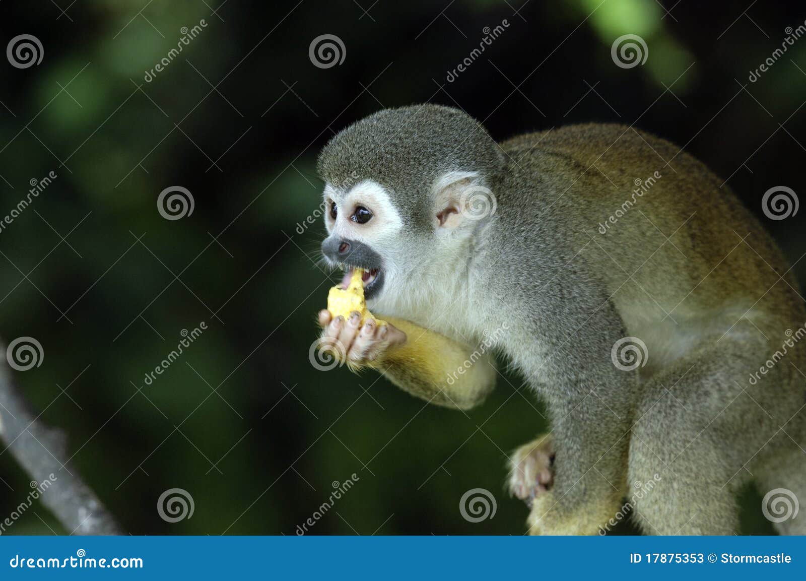Amazon Monkey stock image. Image of outdoors, animal - 17875353