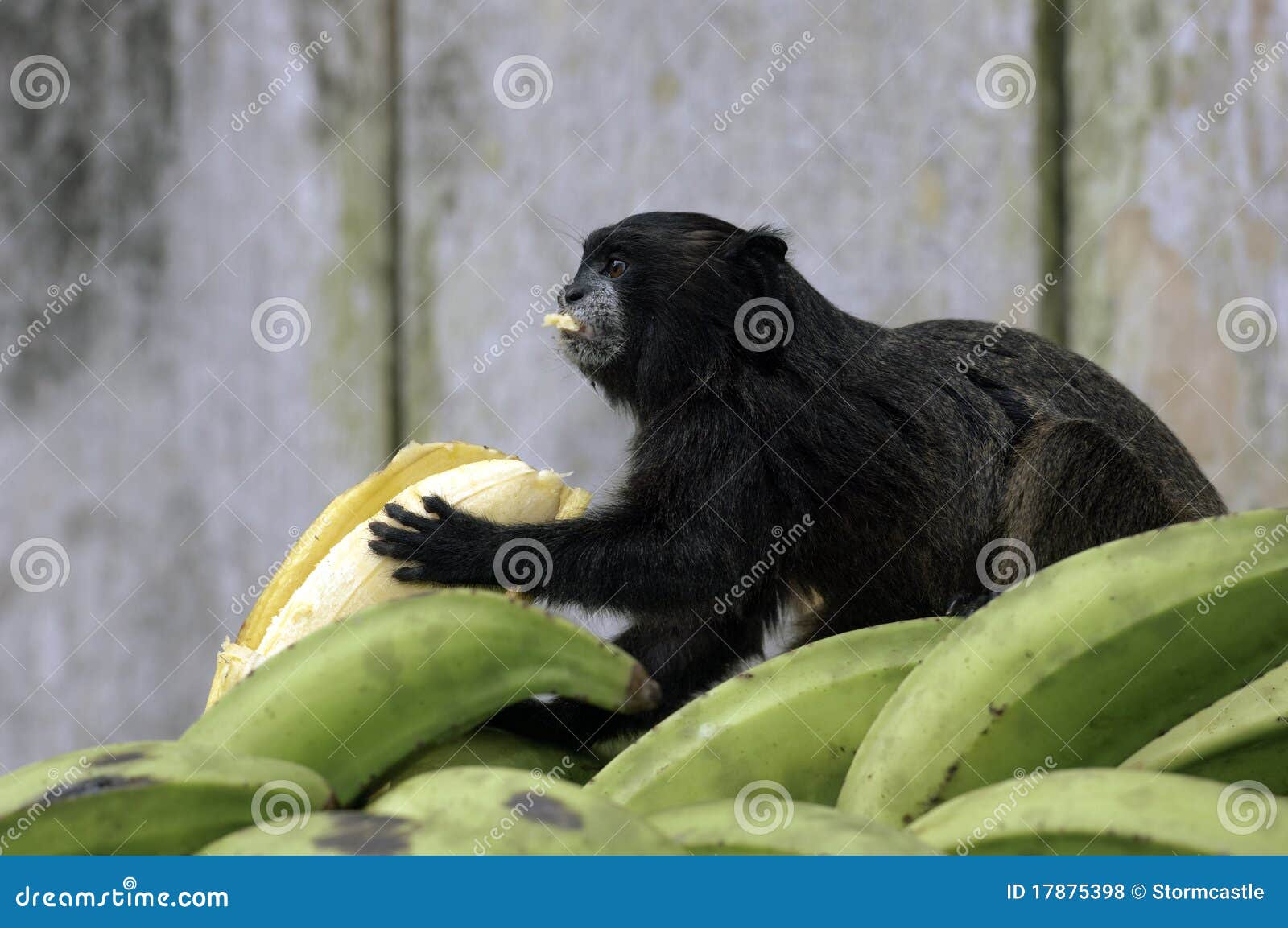 Amazon Monkey stock photo. Image of monkey, rain, monkeys - 17875398