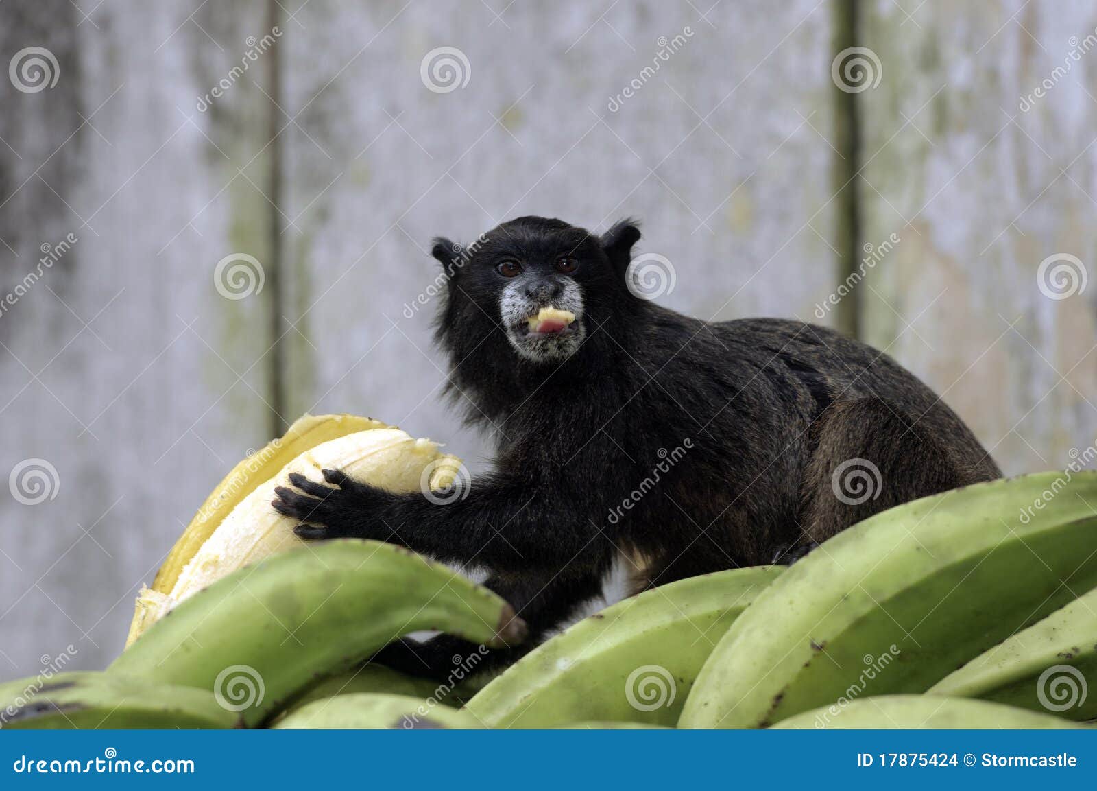 Amazon Monkey stock photo. Image of rain, wildlife, primate - 17875424