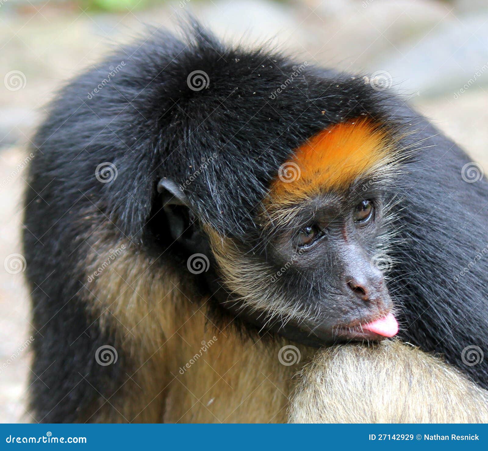 Amazon monkey stock image. Image of black, monkey, colorful - 27142929
