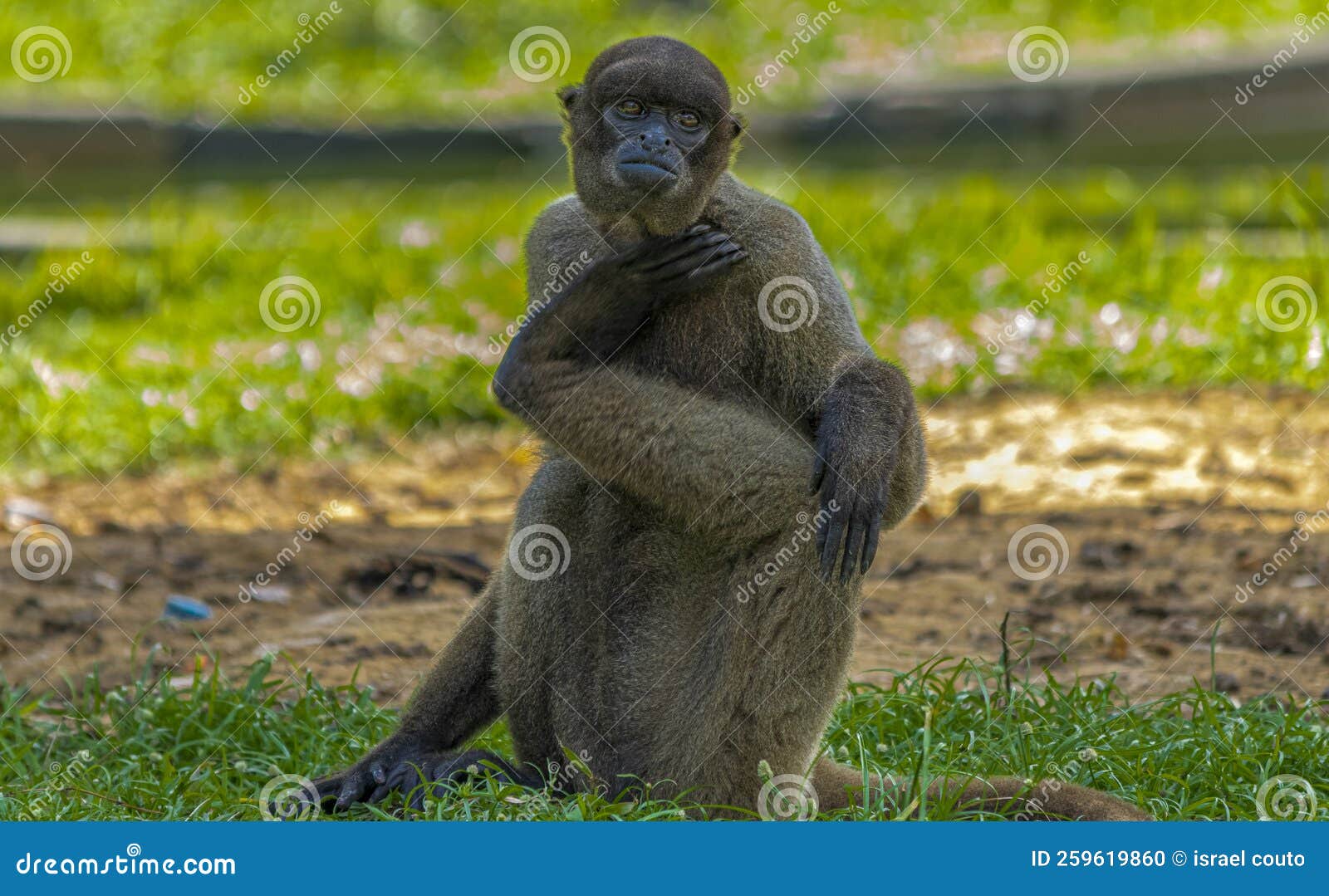 Amazon Monkey Posing for the Photo Stock Photo - Image of macaque ...
