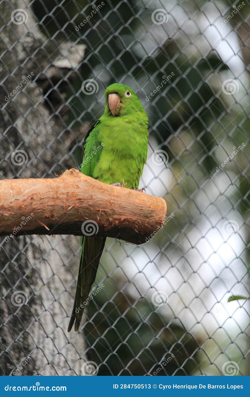Amazon Parakeet Standing in a Wood Structure, Front View Stock Image ...