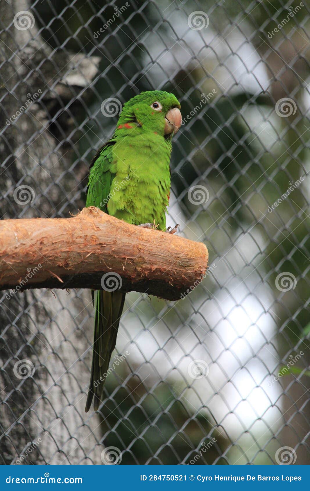 Amazon Parakeet Standing in a Wood Structure Stock Image - Image of ...