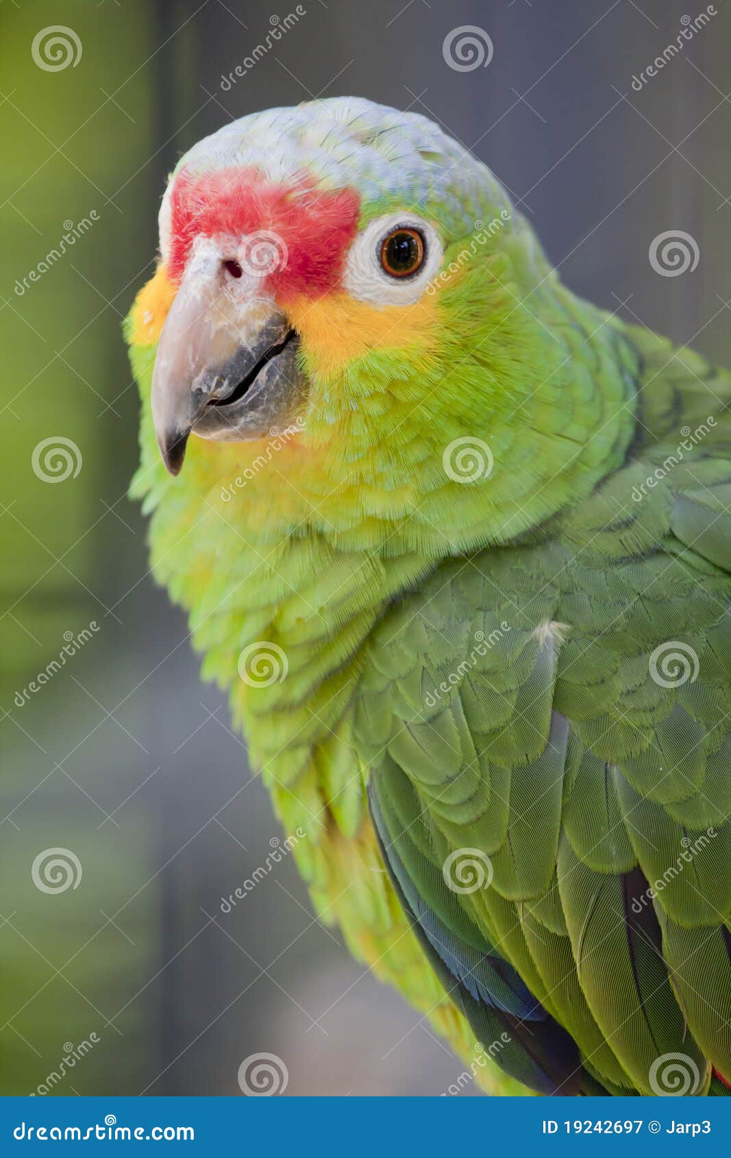 Amazon parrot stock image. Image of macaw, nature, wild - 19242697