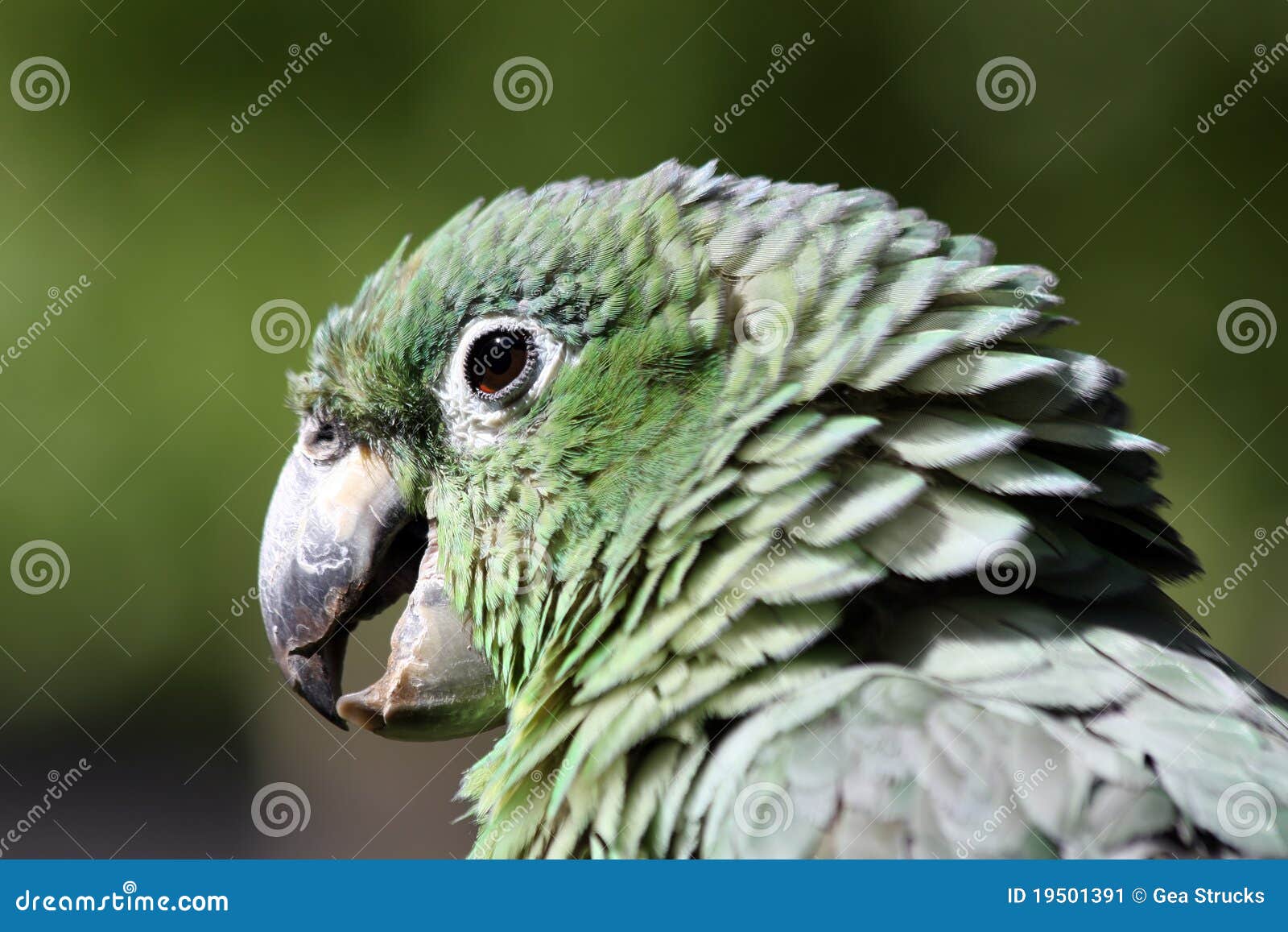 Amazon parrot stock image. Image of beak, wilderness - 19501391