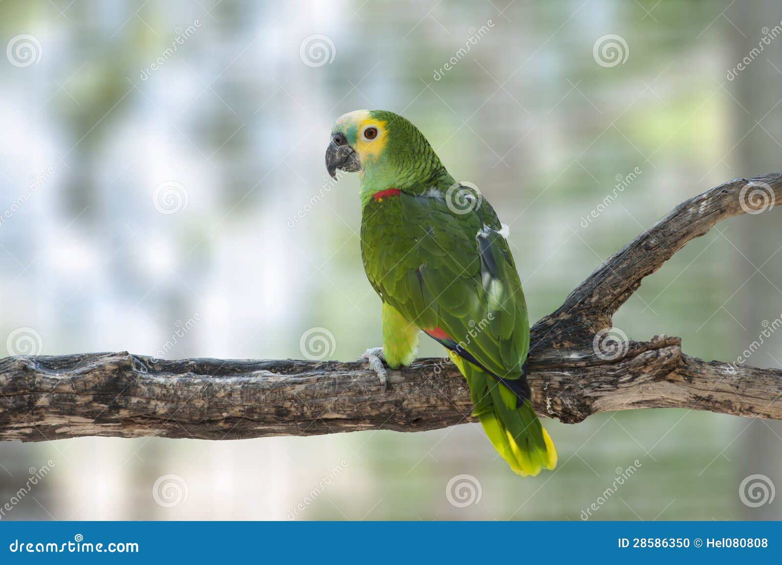 Amazon Parrot stock photo. Image of beak, portrait, bright - 28586350