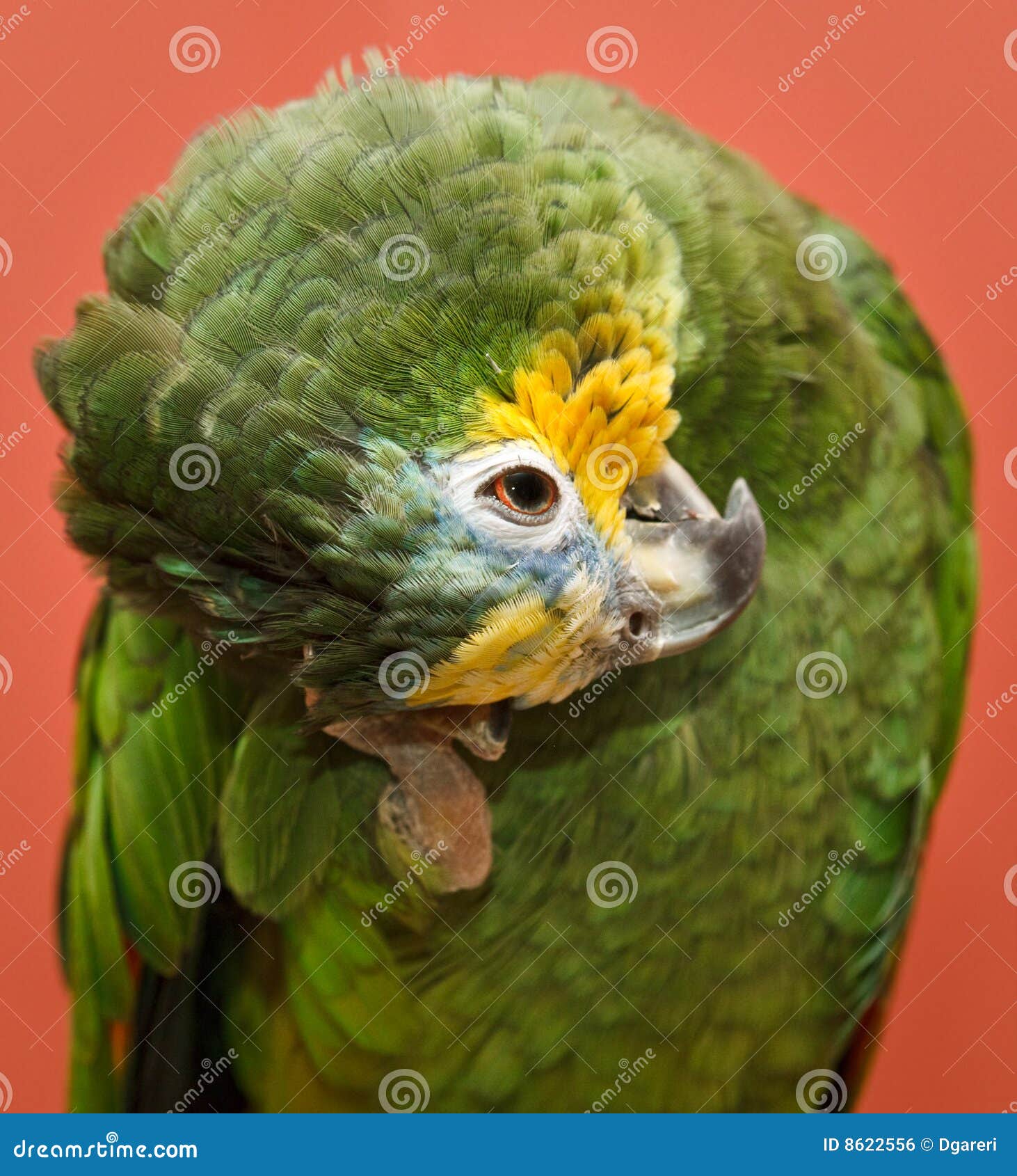Amazon parrot stock photo. Image of orange, winged, amazon - 8622556