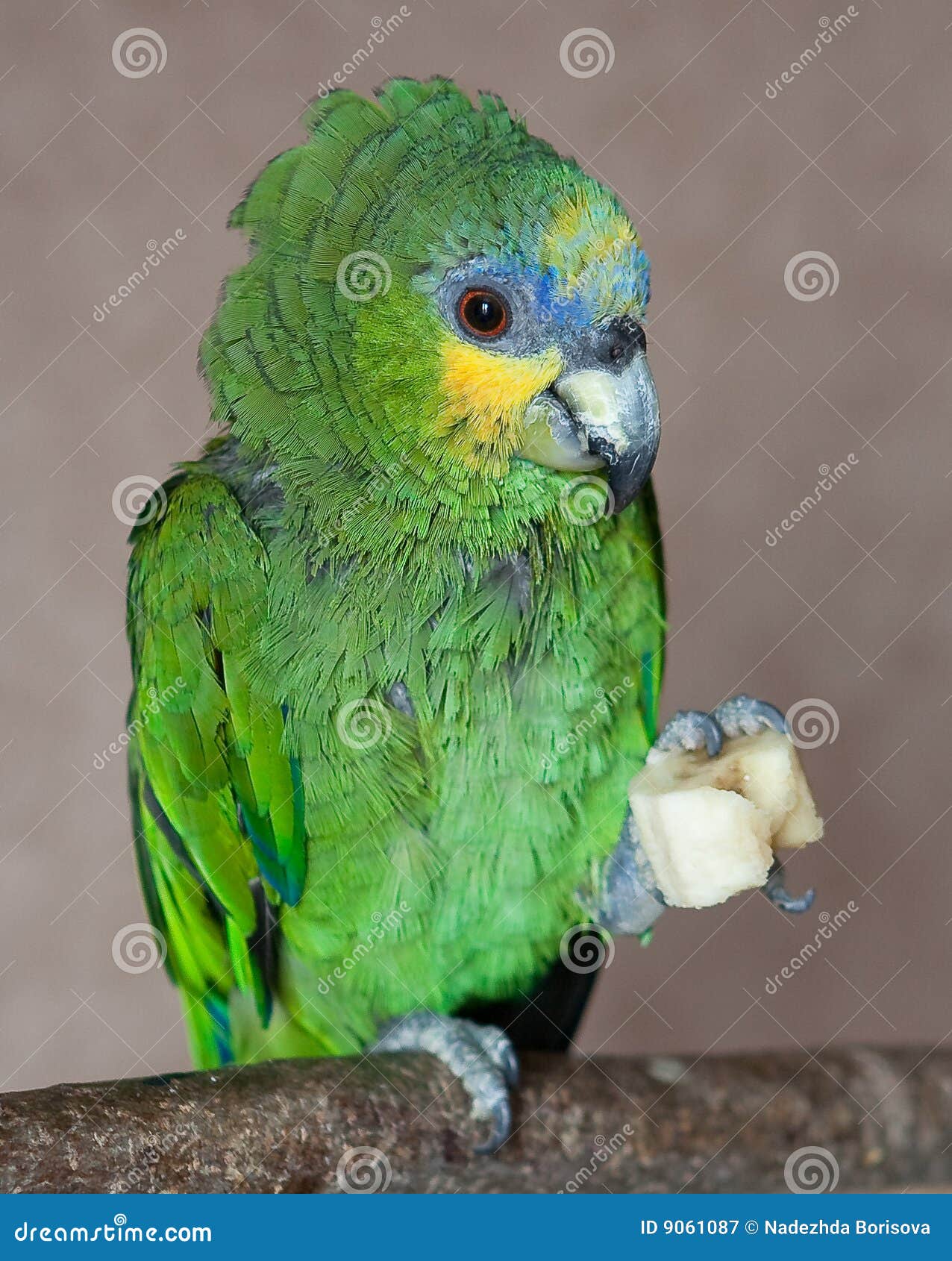 Amazon Parrot stock image. Image of amazon, nature, animals - 9061087