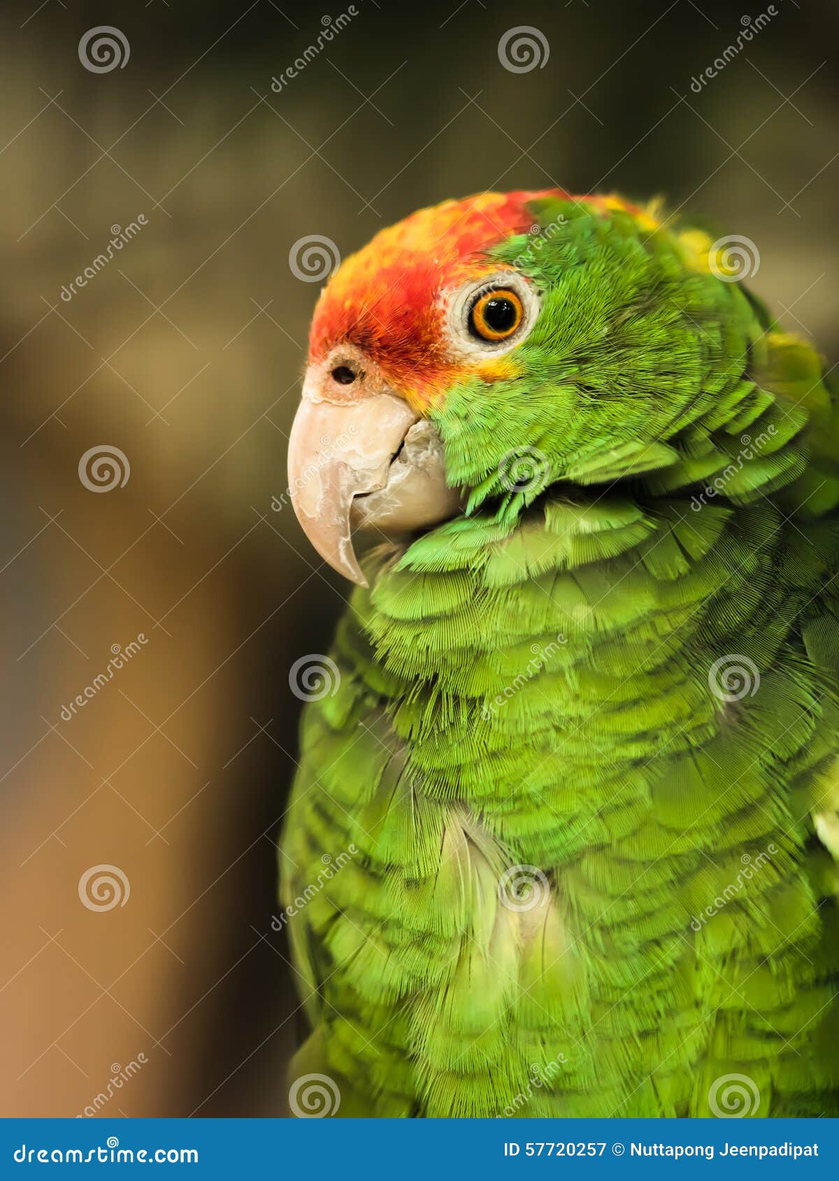 Amazon parrot stock image. Image of mexican, crowned - 57720257