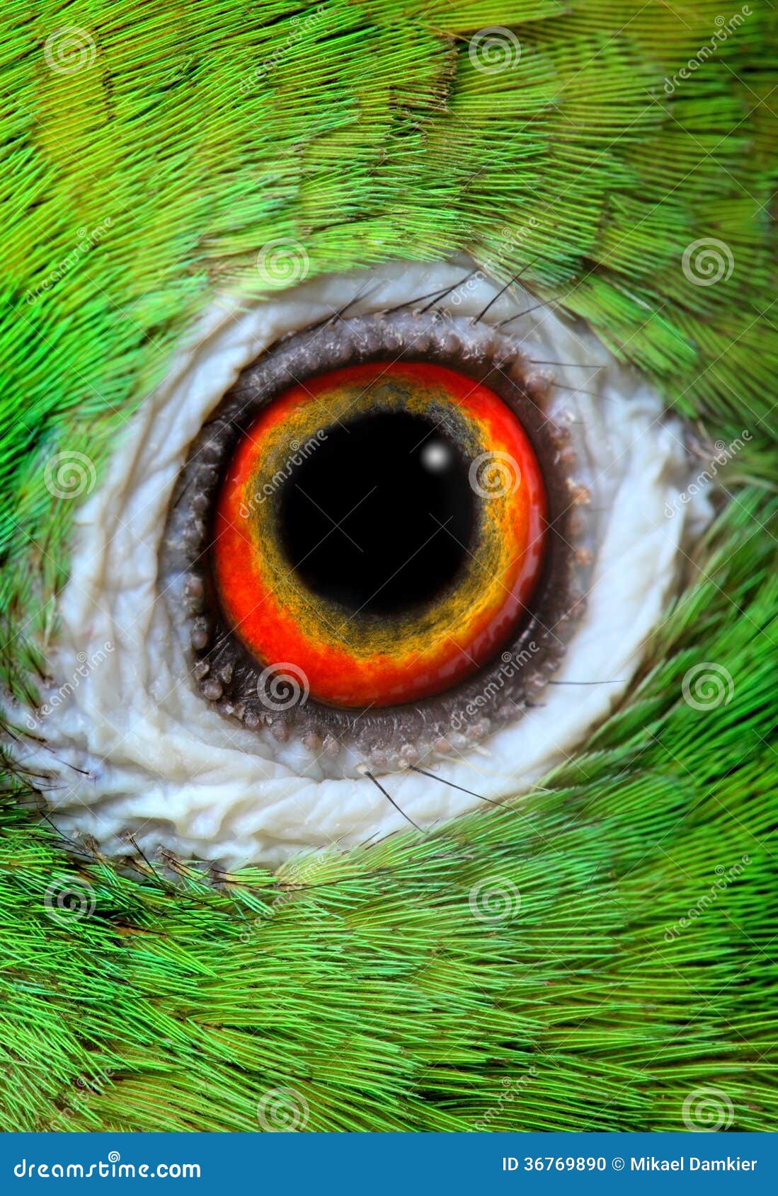 Amazon Parrot stock photo. Image of animals, multi, vibrant - 36769890