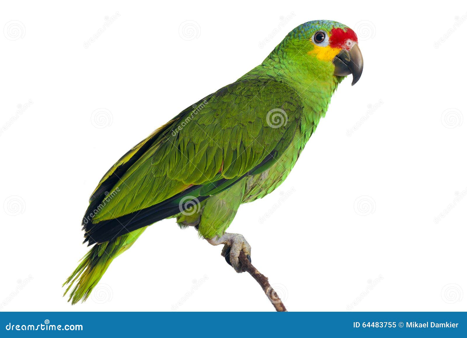 Amazon Parrot Amazona Aestiva Royalty-Free Stock Photography ...