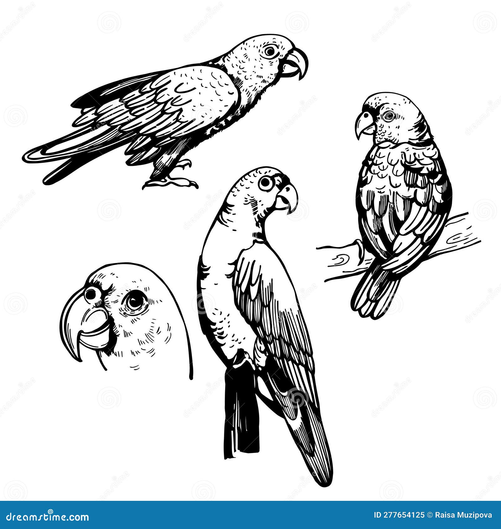 Amazon Parrot. Sketch Illustration Stock Illustration - Illustration of ...