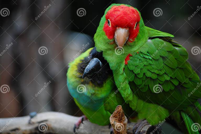 Amazon Parrots Cuddling stock photo. Image of sweet, pets - 14773536