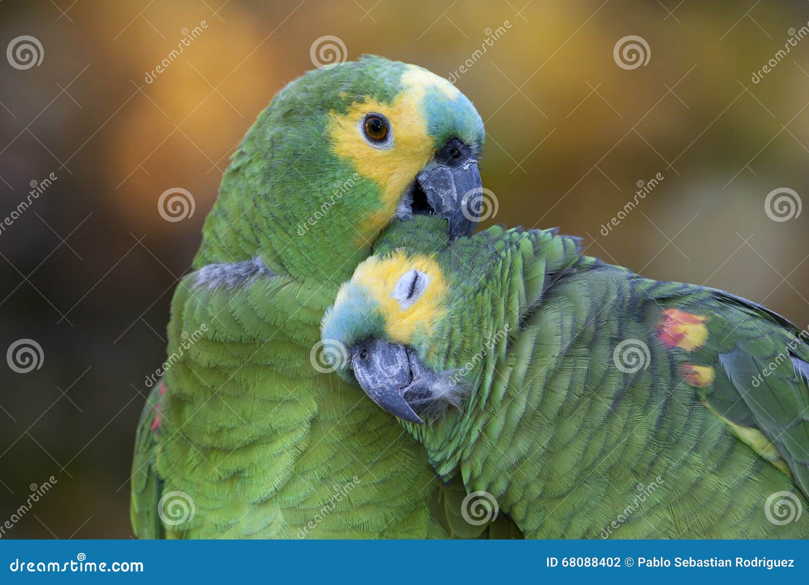 Amazon Parrots stock photo. Image of rainforest, color - 68088402