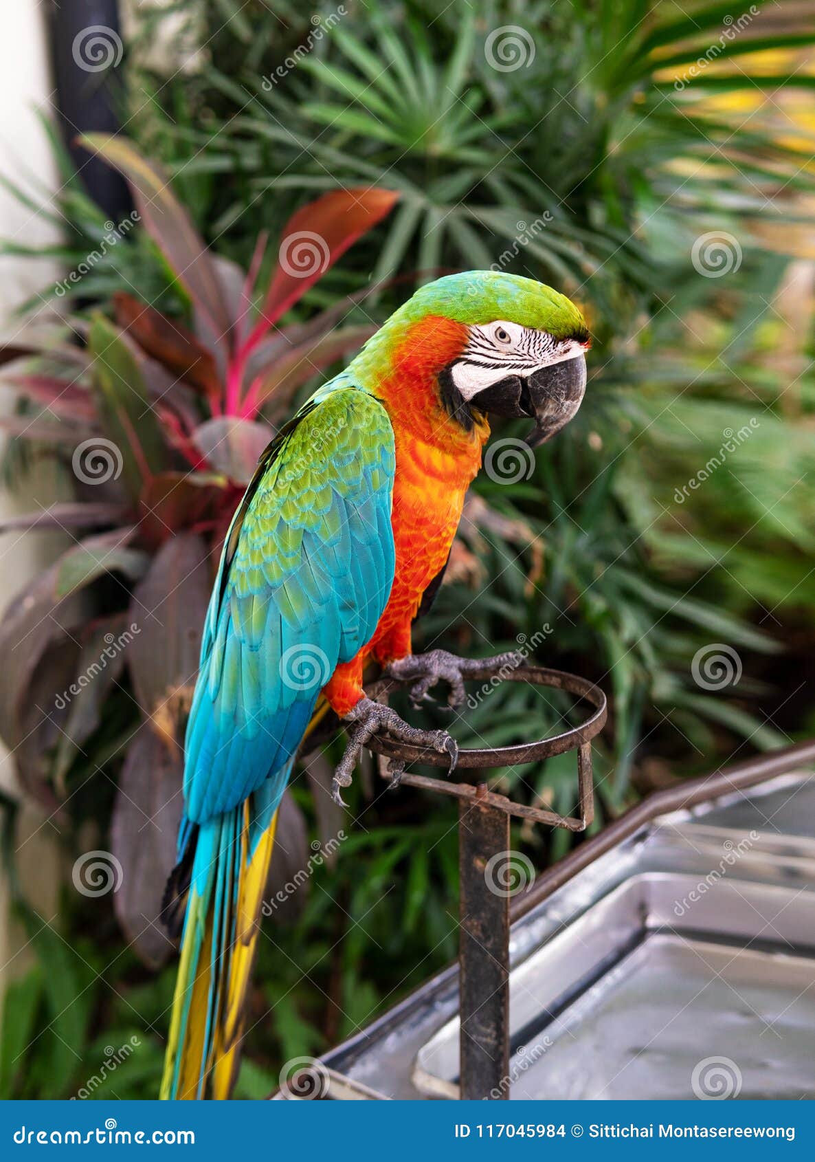 Amazon Parrots Were Perched on the Iron. Stock Photo - Image of parrot ...