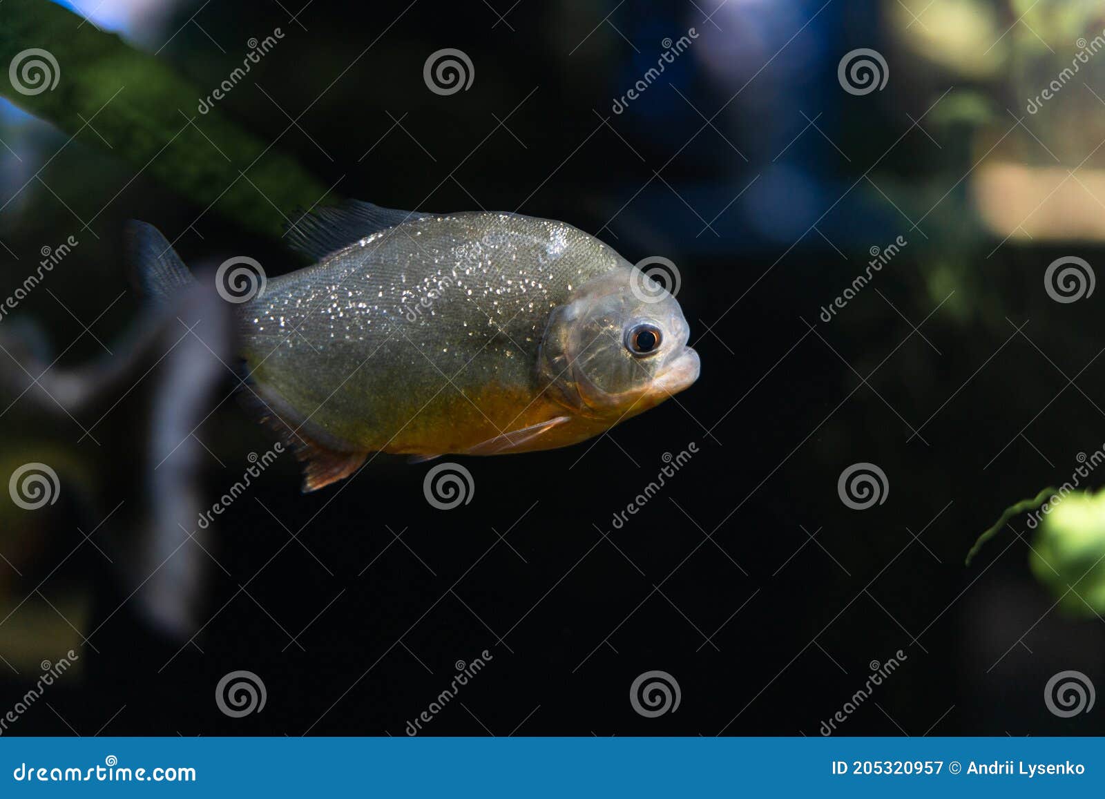 The Amazon is a Predatory Piranha Fish among the Algae. a Flock of ...