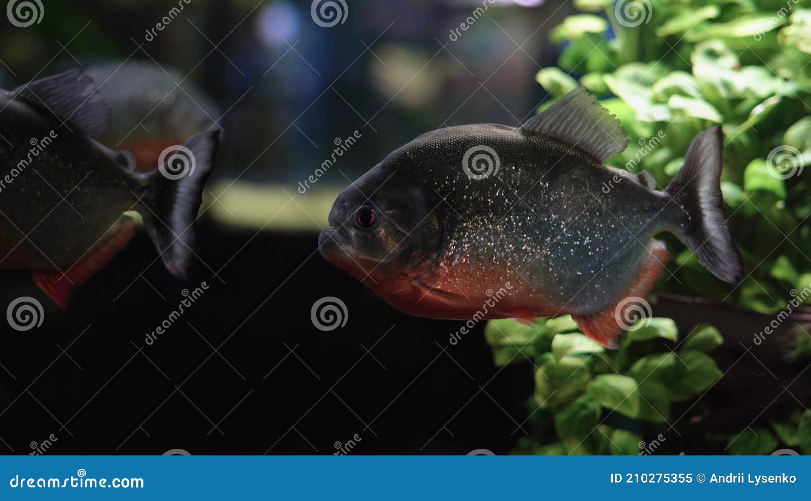 The Amazon is a Predatory Piranha Fish among the Algae. a Flock of ...